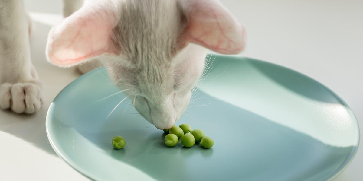 Do Cats Eat Beans