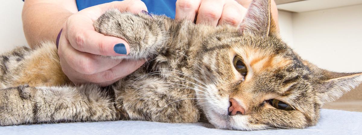 Lumbosacral Disease in Cats