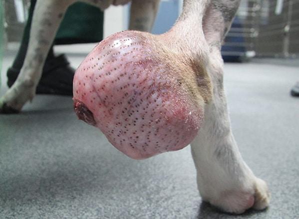 Sarcoma in Dogs