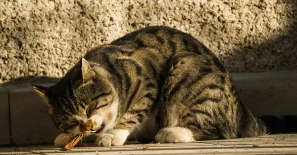 Why Is My Cat Eating Bugs In the House