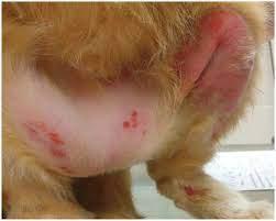 Feline Fragile Skin Syndrome