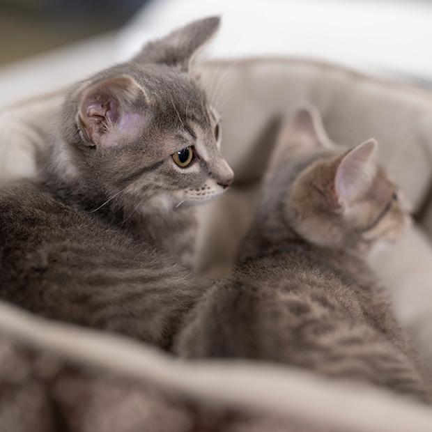 Exploring Cat Lymph Nodes