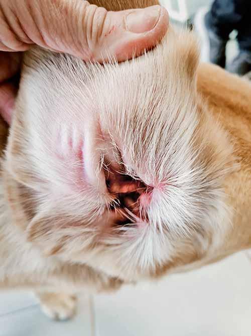 Feline Inner Ear Infection